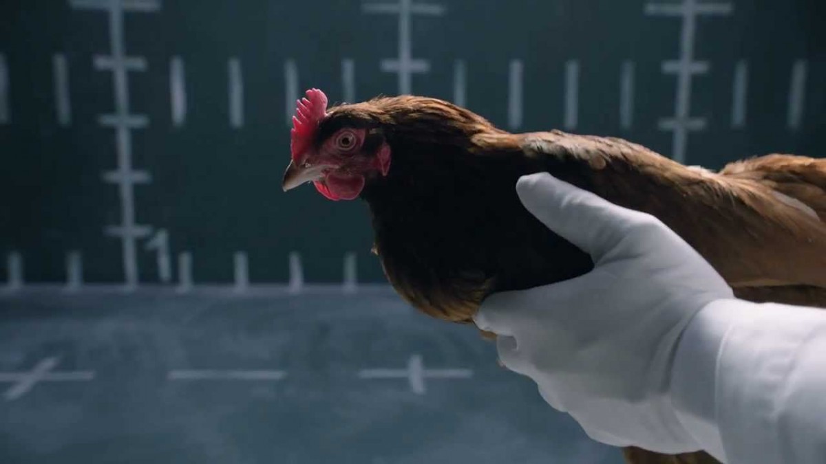Video: Jaguar vs. Chicken (Mercedes Magic Body Control)